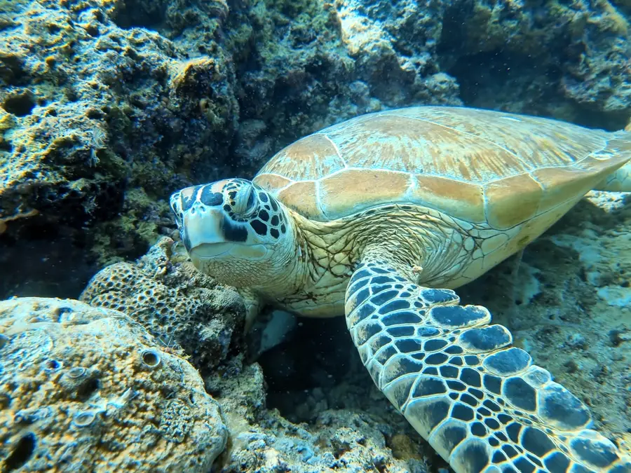 코타키나발루 선셋다이빙 | 투어비스 투어&티켓